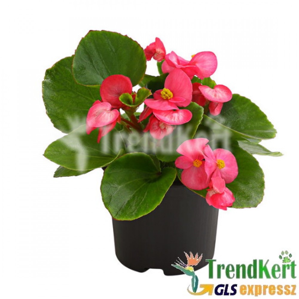 Begónia bokros Pink - Begonia semperflorens Green Leaf Rose