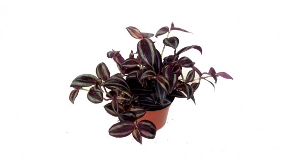 Zebra pletyka - Zebrina pendula