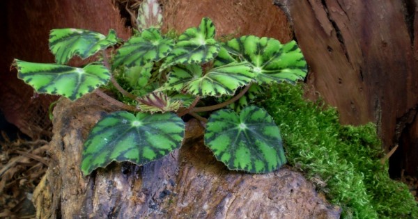 Begónia - Begonia boweri Tiger