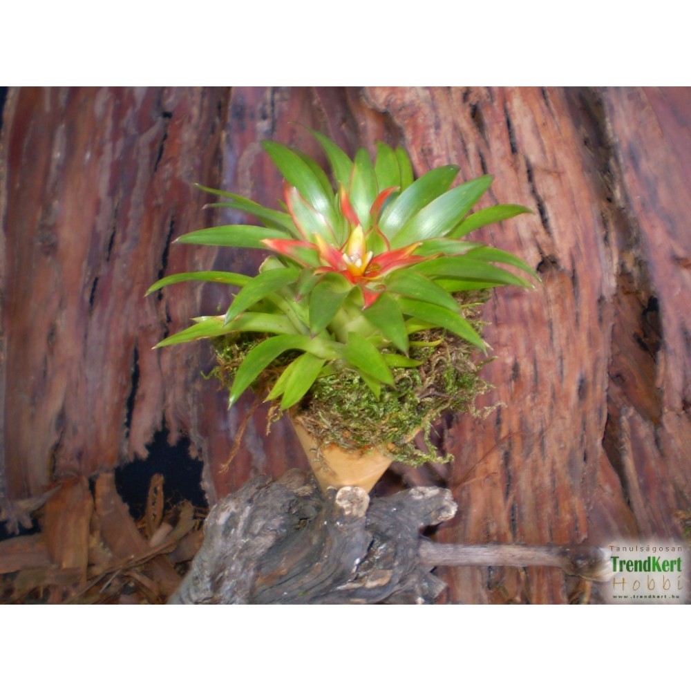 Guzmán bromélia mini - Guzmania theresa
