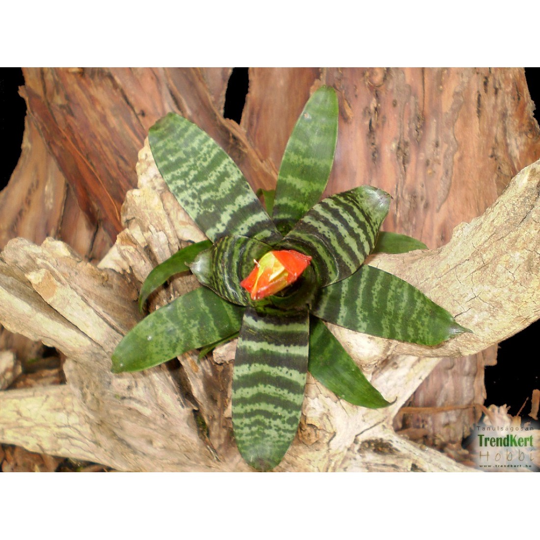 Pikkelyvirág, vrízea - Vriesea splendens