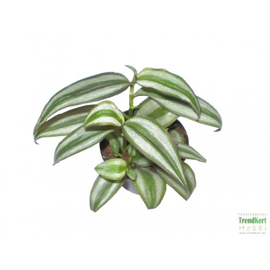 Zebra pletyka - Zebrina pendula